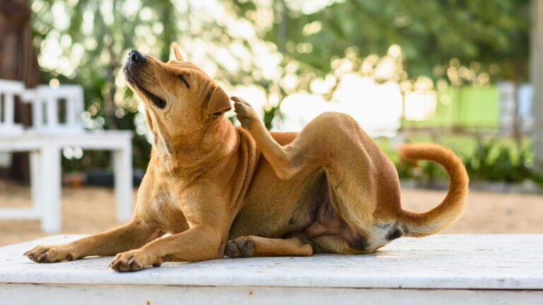 280+ Brown Dog Names (Warm, Rustic, Earthy, Cozy & Coffee-Inspired)