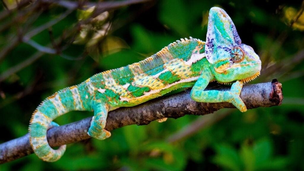 230+ Popular, Cute, Funny & Unique Chameleon Names