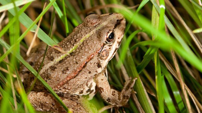 220+ Frog Names: Cute, Funny, & Unique Ideas