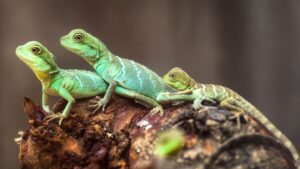 300+ Lizard Names with Cute, Funny, and Mythological Options