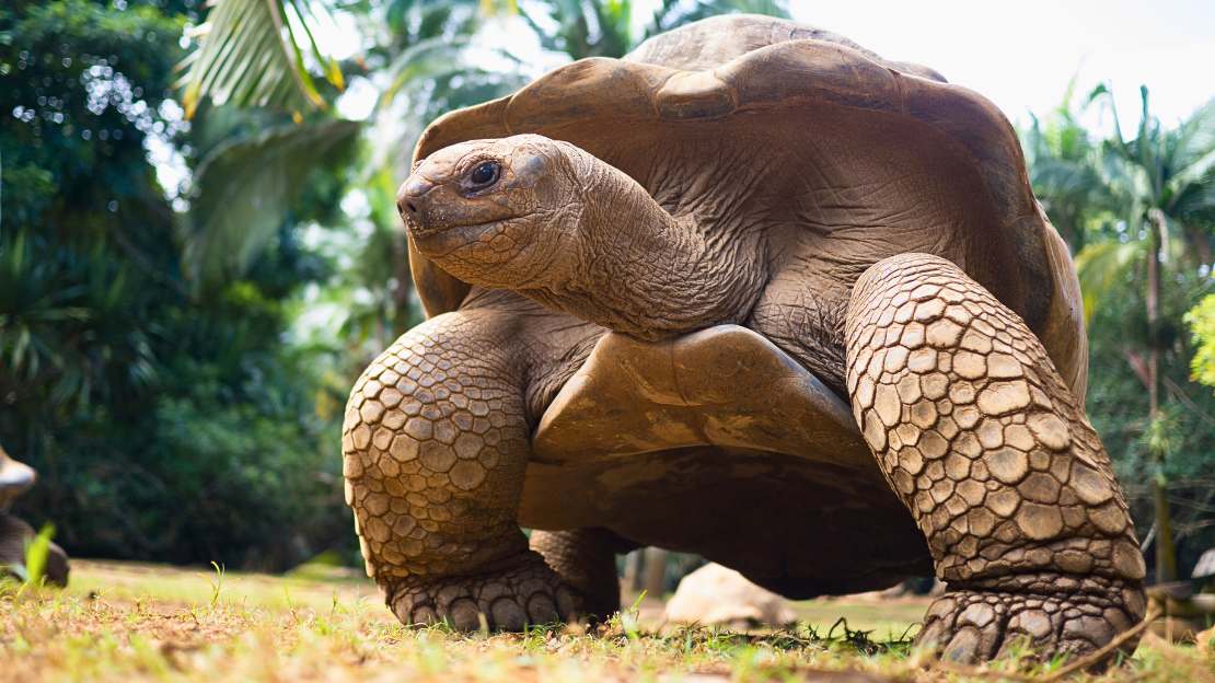 340+ Tortoise Names (with Turtles): Cute, Funny, Unisex, Weird, and More