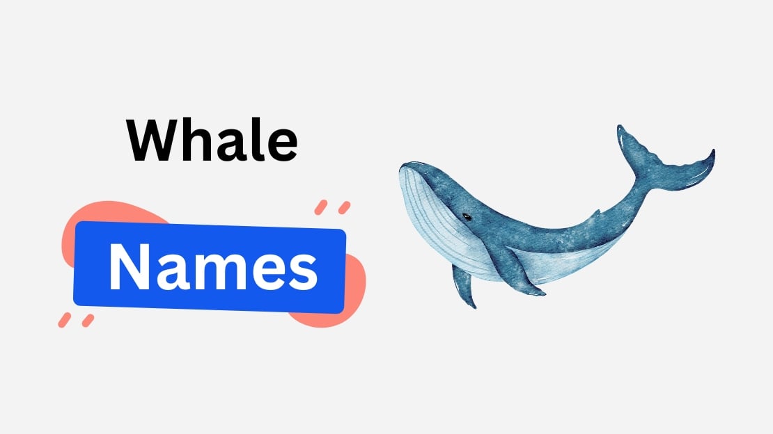 190+ Popular Whale Names: Good & Unique Name Collection