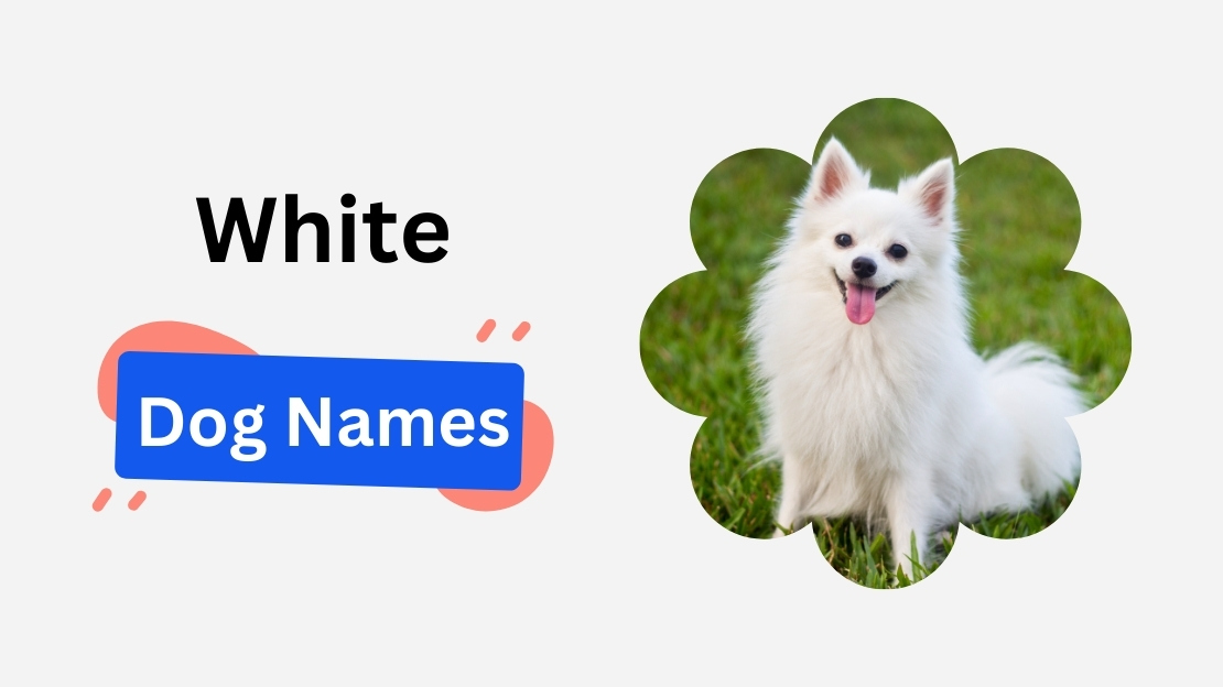 270+ White Dog Names (Soft, Snowy, Angelic, Elegant & Nature-Inspired)