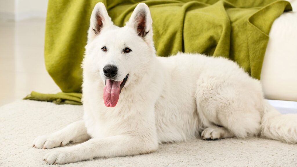 200+ German Shepherd Names to Honor Their Loyalty (2025)