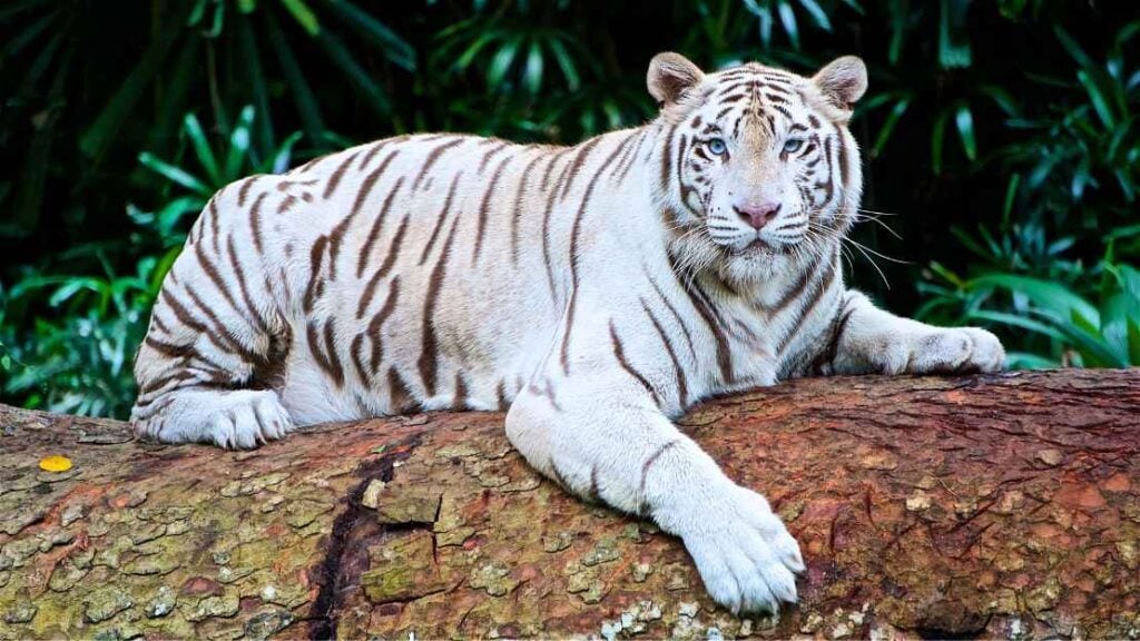 280+ Tiger Names: Cool, Famous, and Mythological Titles
