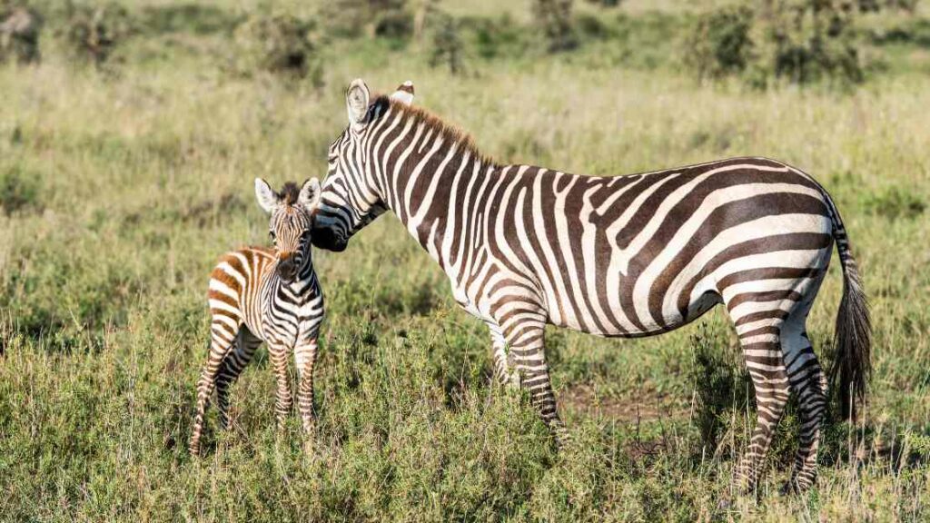 100+ Unique Zebra Names for Your Striped Friend (2026)